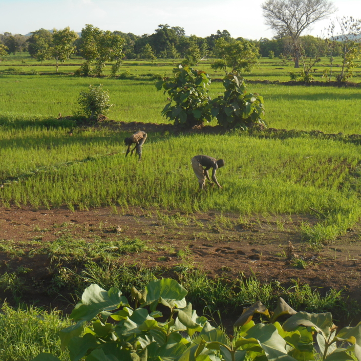 Aménagement des Bas-Fonds - COSTEA